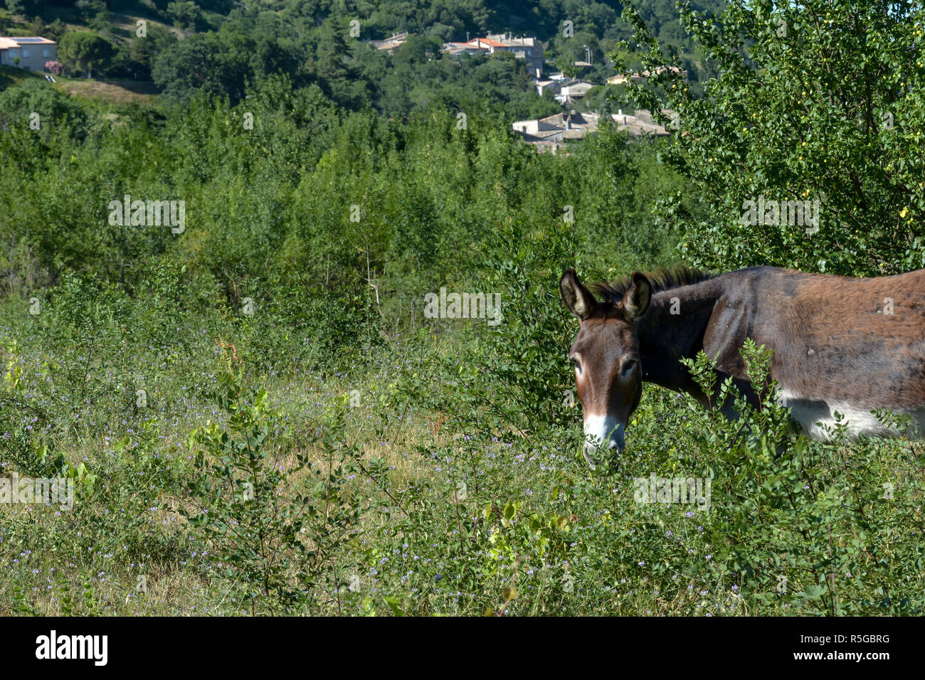 donkeys in the pasture Stock Photo - Alamy