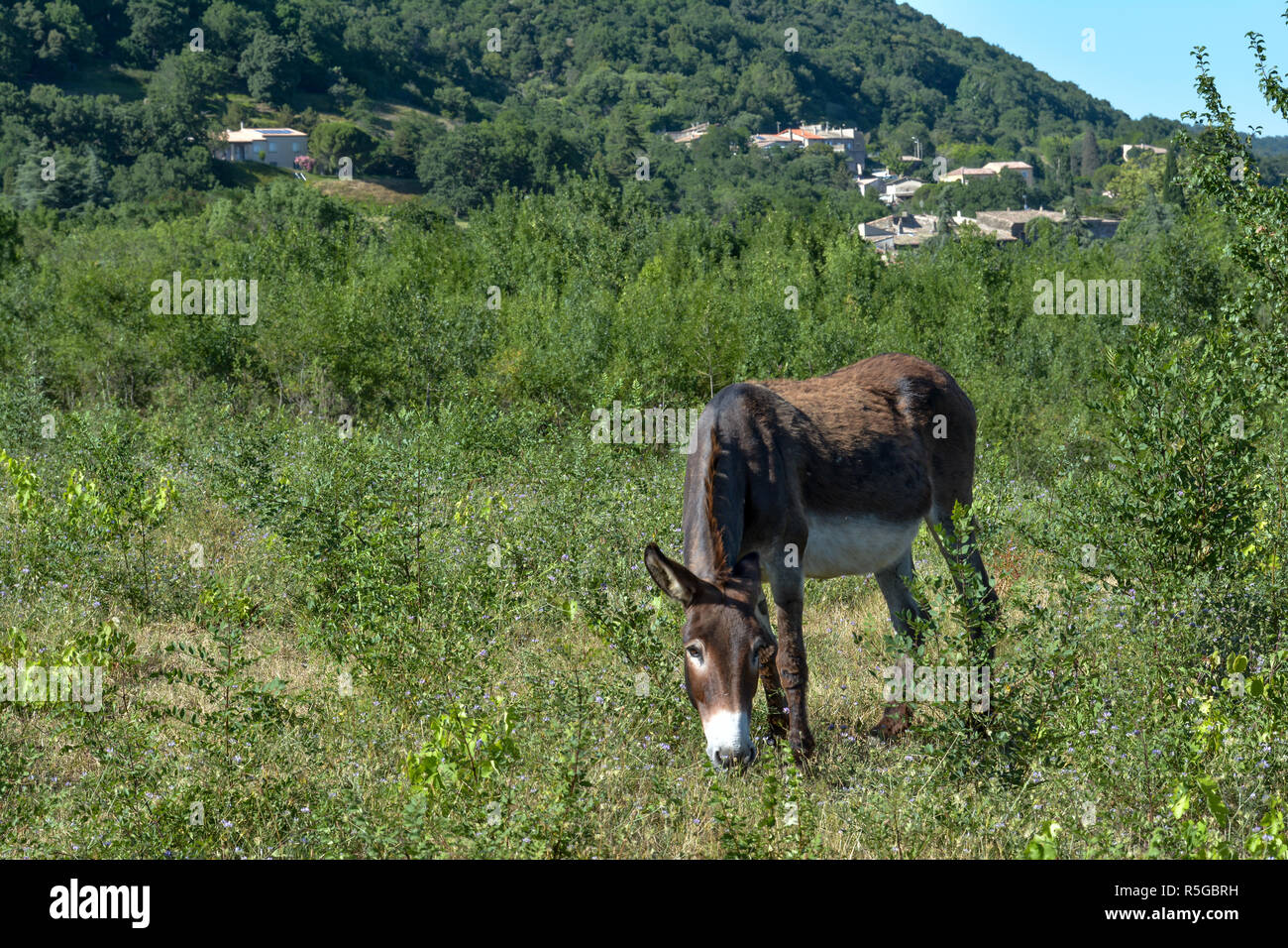 donkeys in the pasture Stock Photo - Alamy