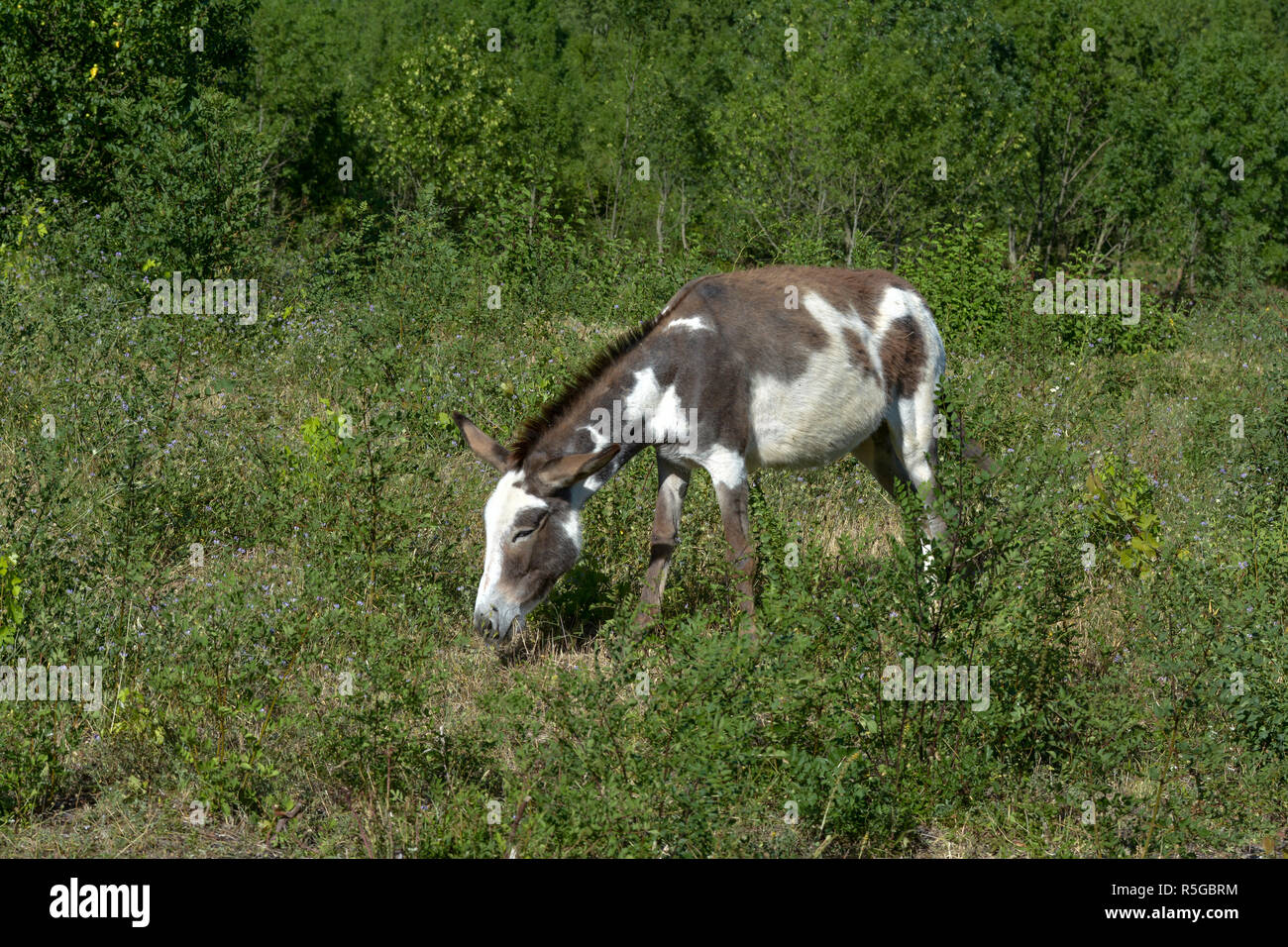 donkeys in the pasture Stock Photo - Alamy