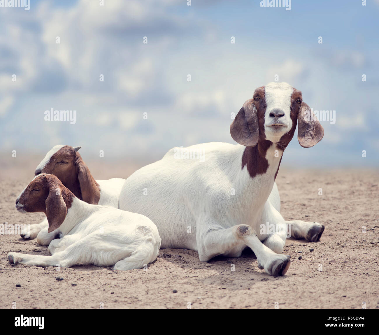 Boer goats mother and babies Stock Photo - Alamy