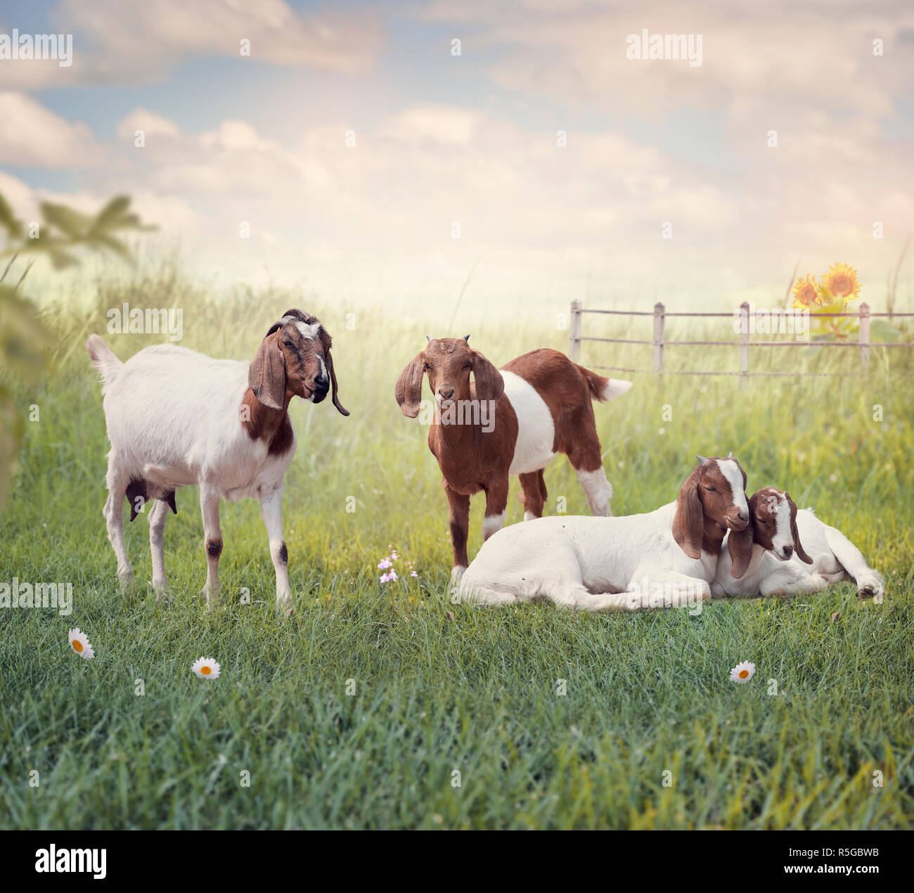 Female boer goats hi-res stock photography and images - Alamy