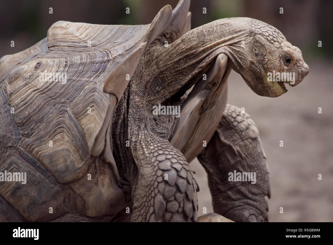 Great galapagos tortoise hi-res stock photography and images - Alamy