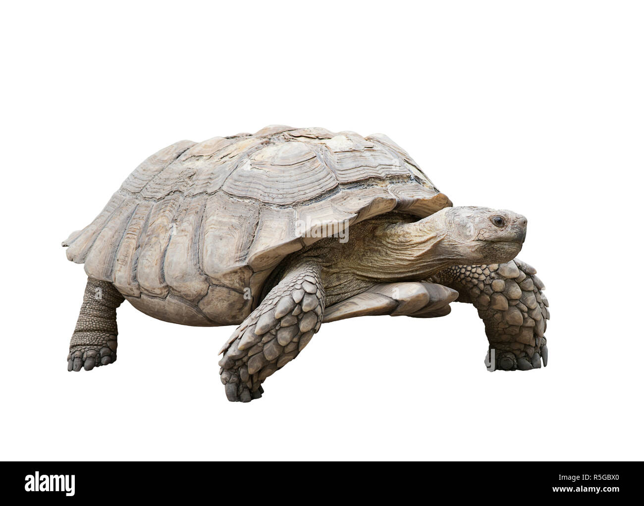 giant Galapagos turtle Stock Photo - Alamy