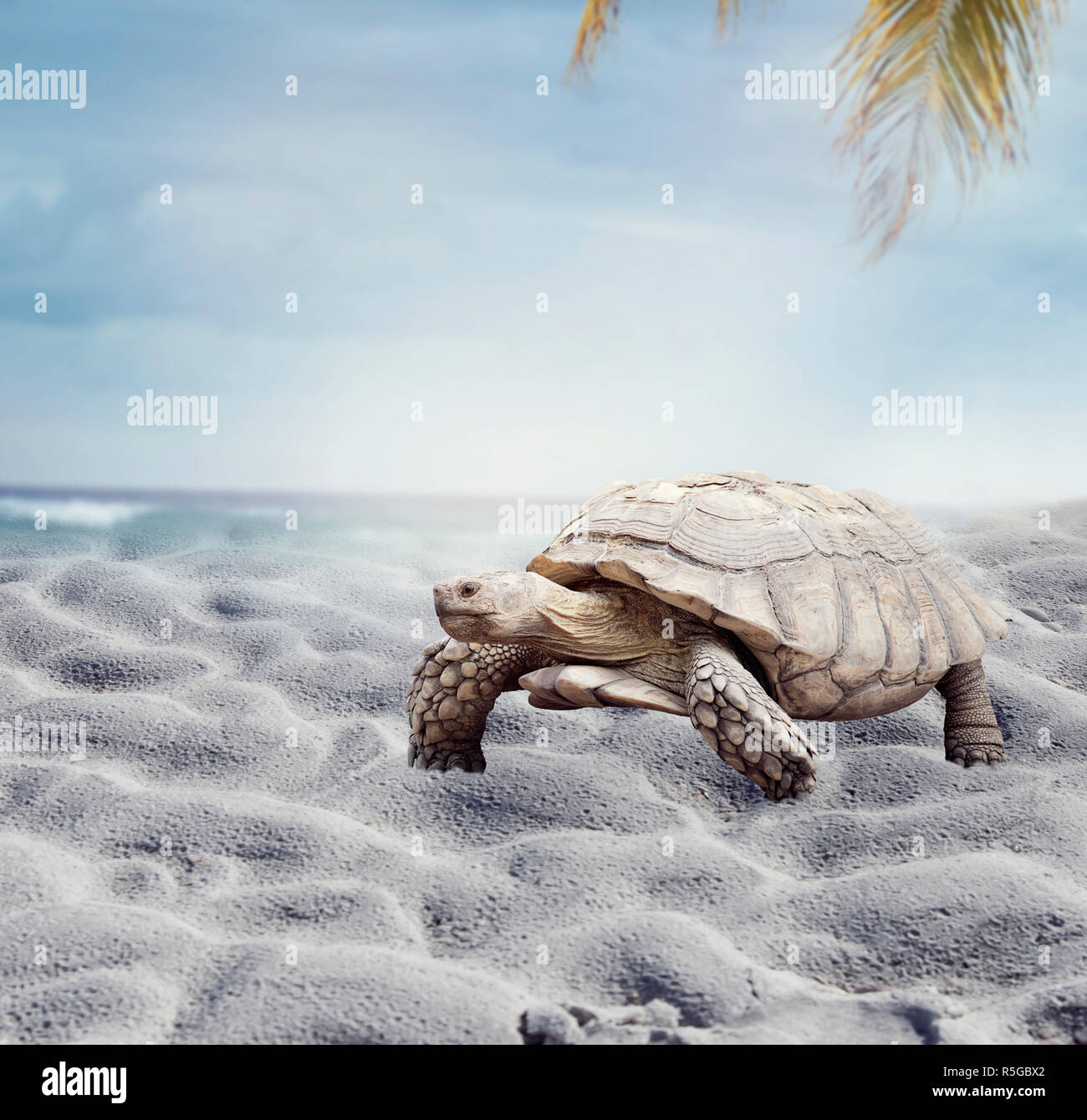 giant Galapagos turtle Stock Photo - Alamy