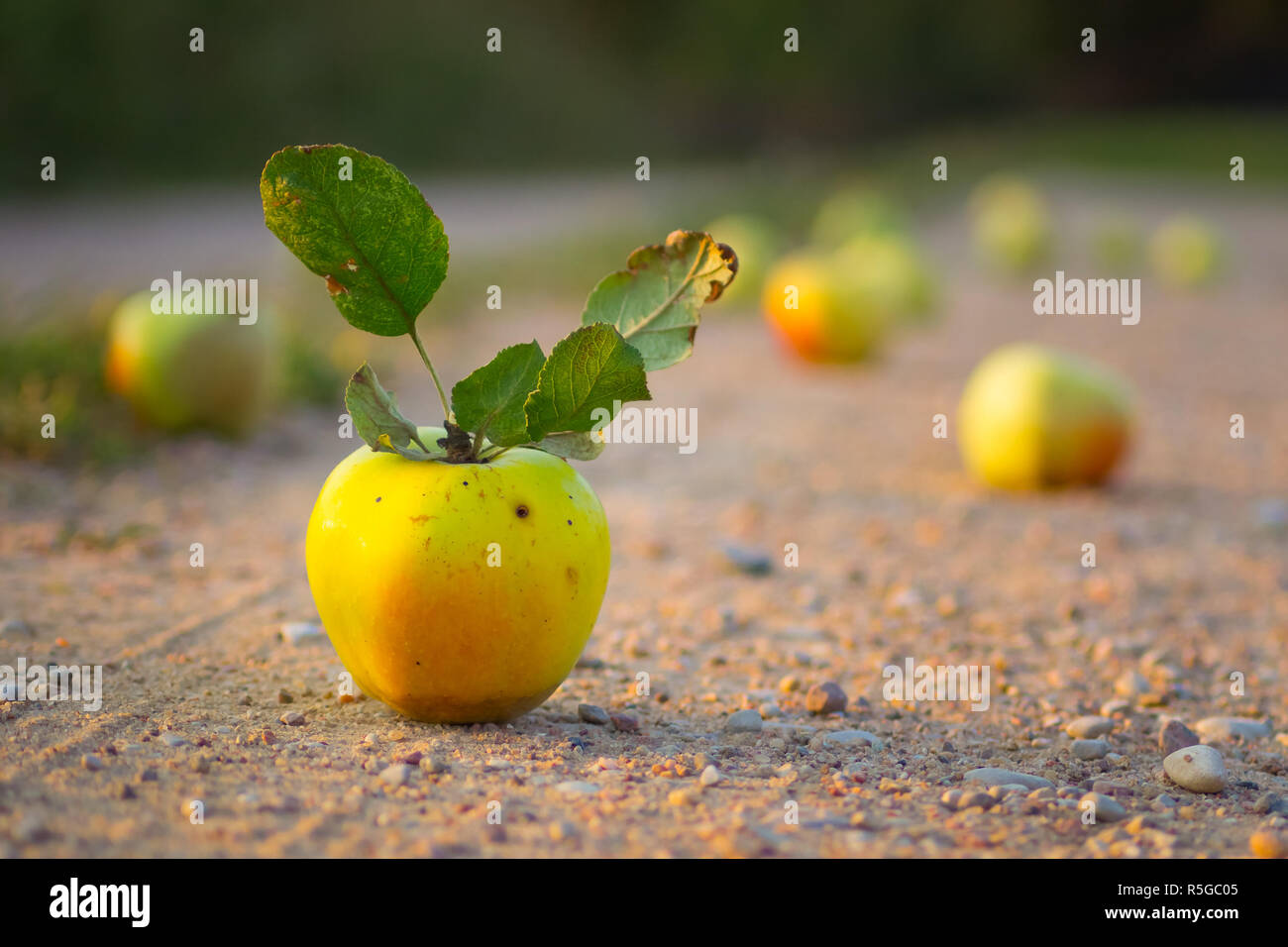 apple on the countryside road Stock Photo - Alamy