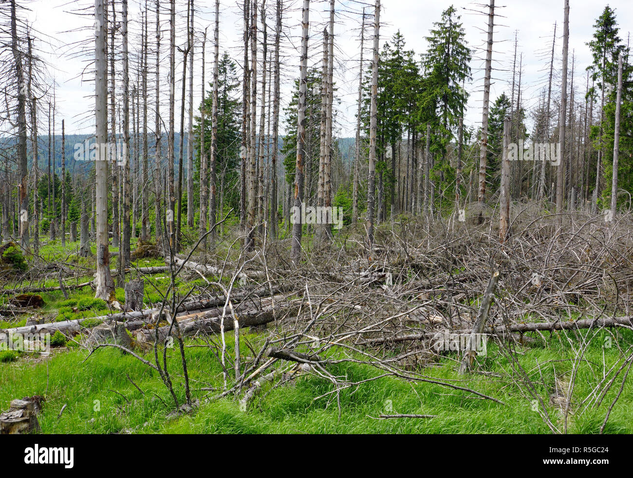 Acid rain forest decline hi-res stock photography and images - Alamy