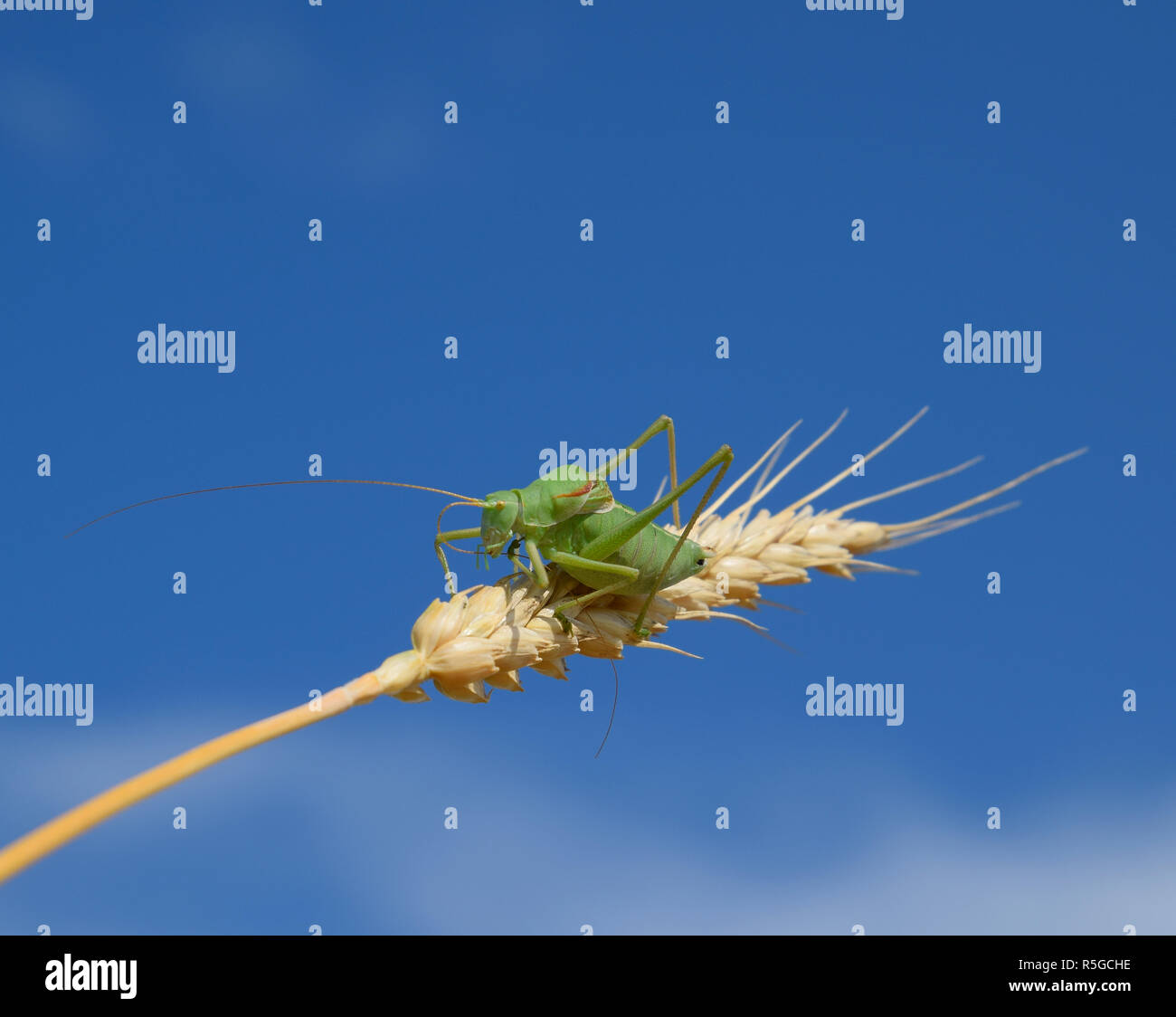 Isophya. Grasshopper is an isophy on a wheat spikelet. Isophya a Stock ...