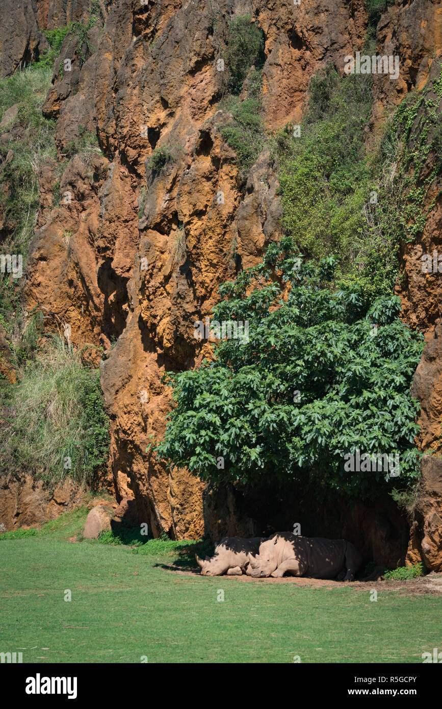 Rhino in foliage hi-res stock photography and images - Alamy