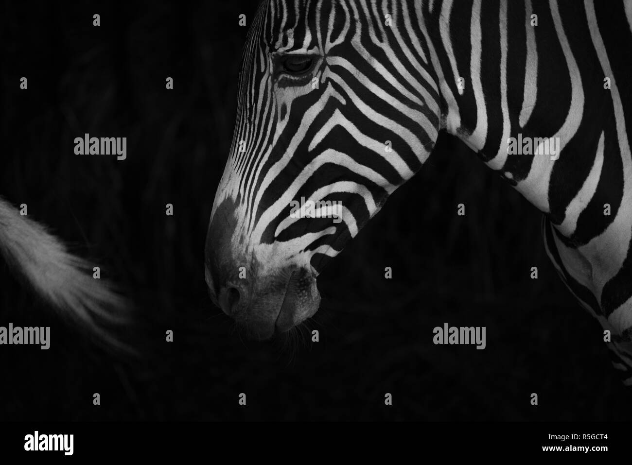 Zebra behind hi-res stock photography and images - Alamy