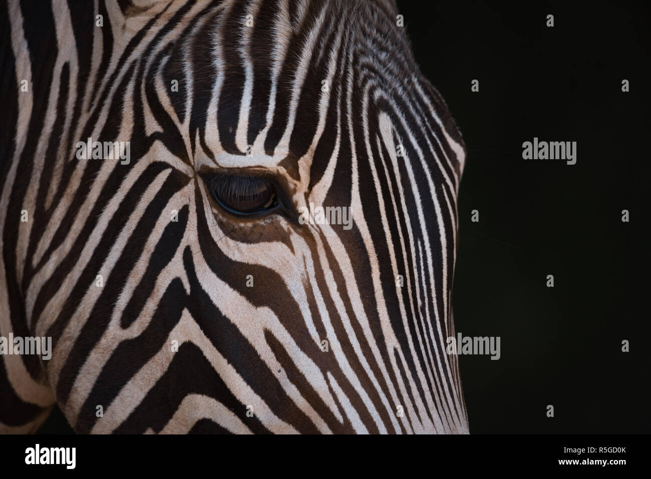 Zebra face side hi-res stock photography and images - Alamy
