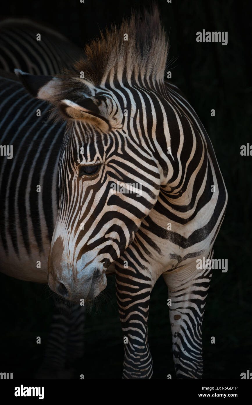 Close-up of Grevy zebra turning head right Stock Photo - Alamy