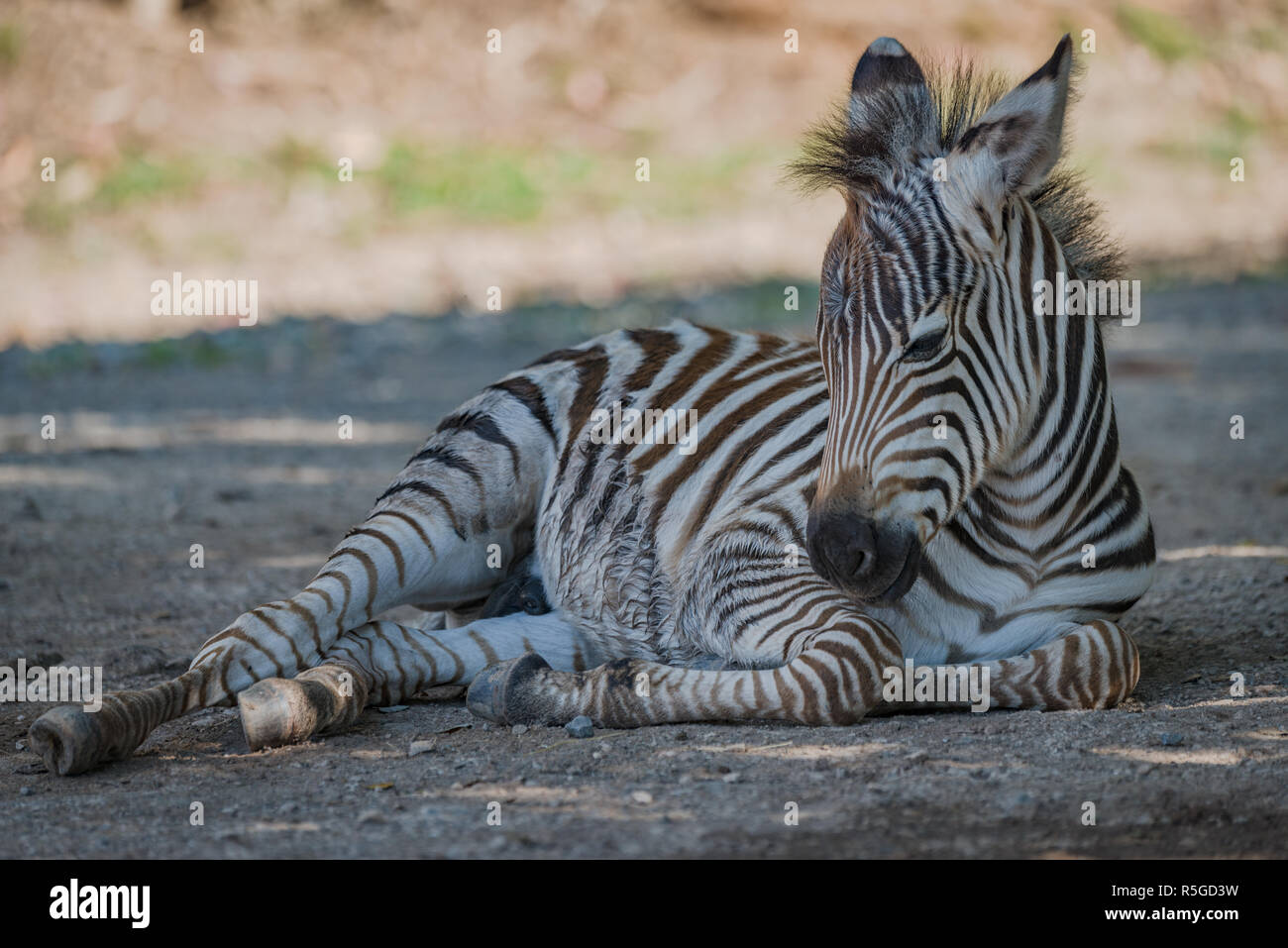 Baby grevy zebra hi-res stock photography and images - Alamy
