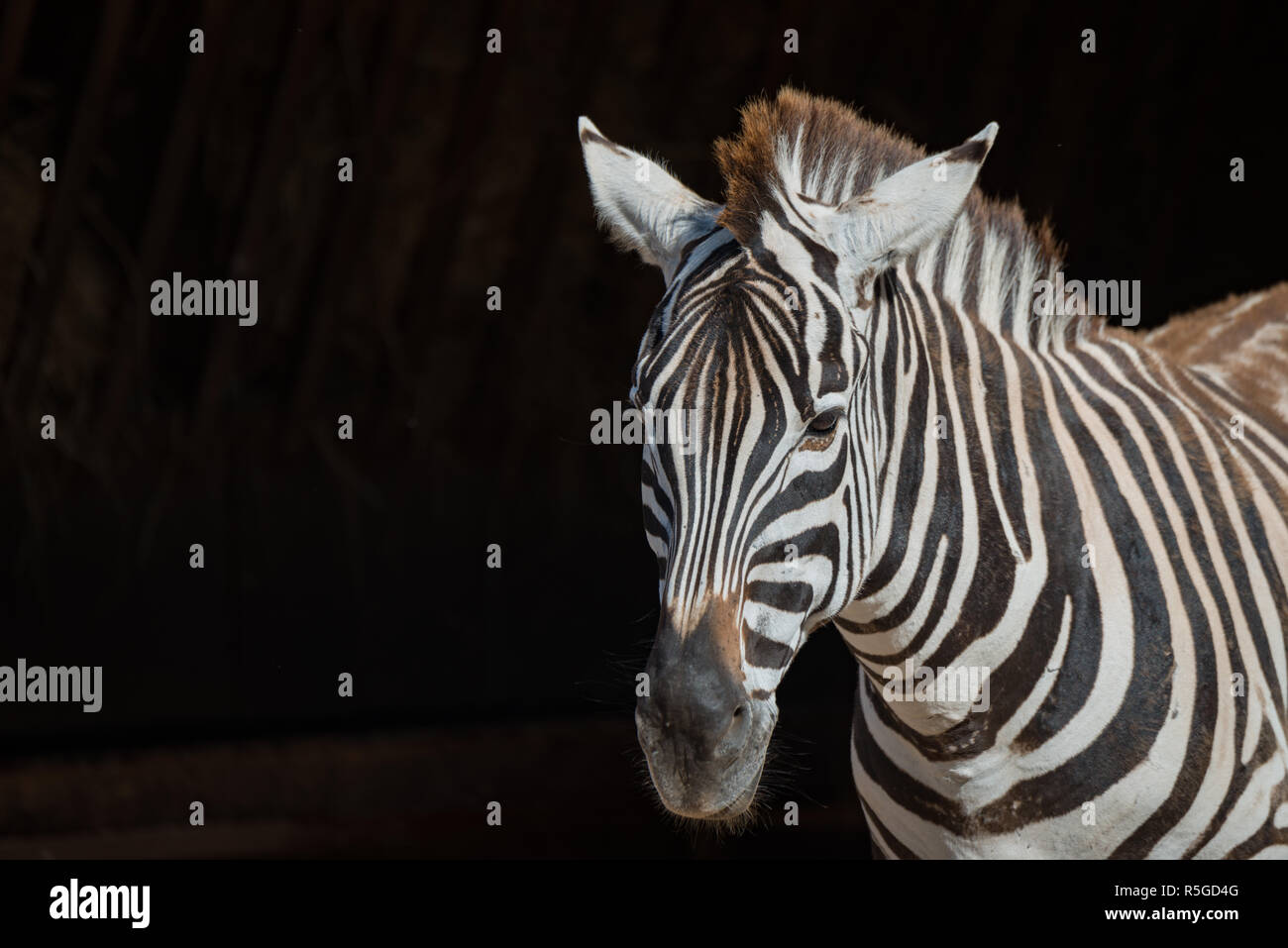 Zebra looking towards camera hi-res stock photography and images - Alamy