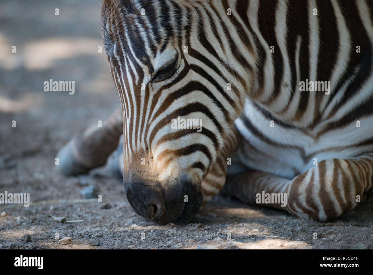 Zebra foal lying down hi-res stock photography and images - Alamy