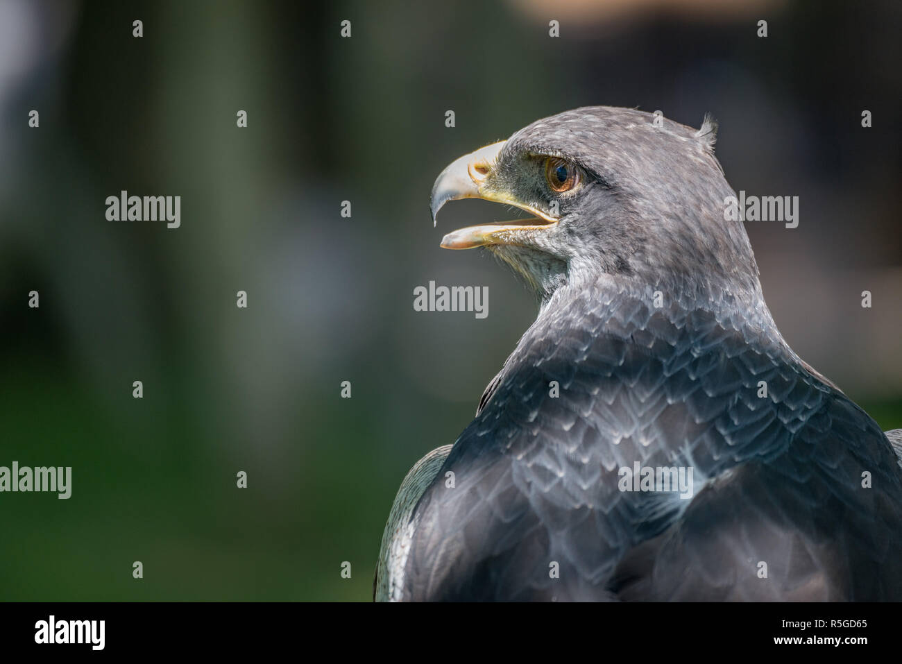 Close-up of black-chested buzzard-eagle with open beak Stock Photo - Alamy
