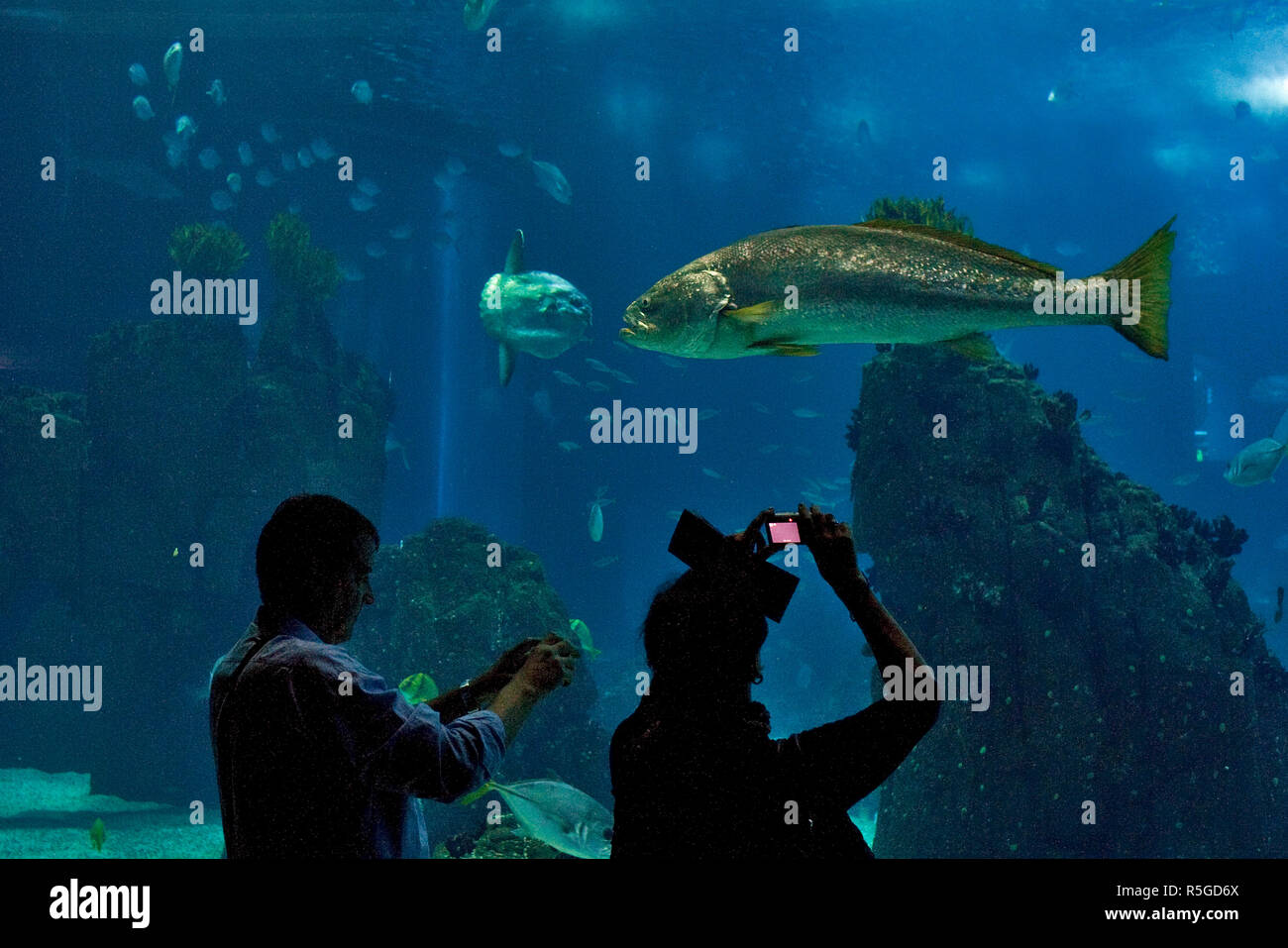 Build for Expo 1998, the Lisbon Oceanarium, have a main exhibit tank ...