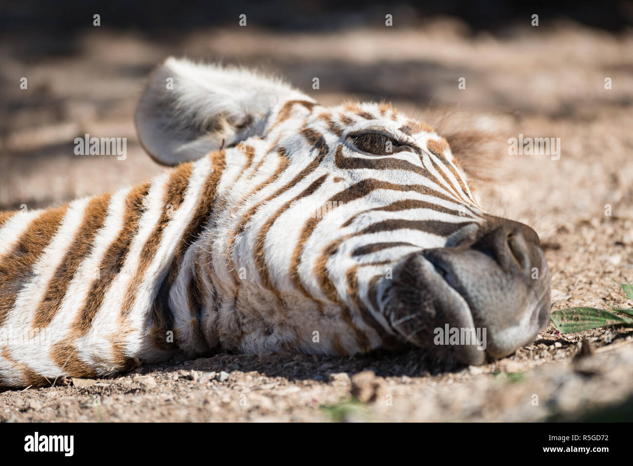 Baby grevy zebra hi-res stock photography and images - Alamy