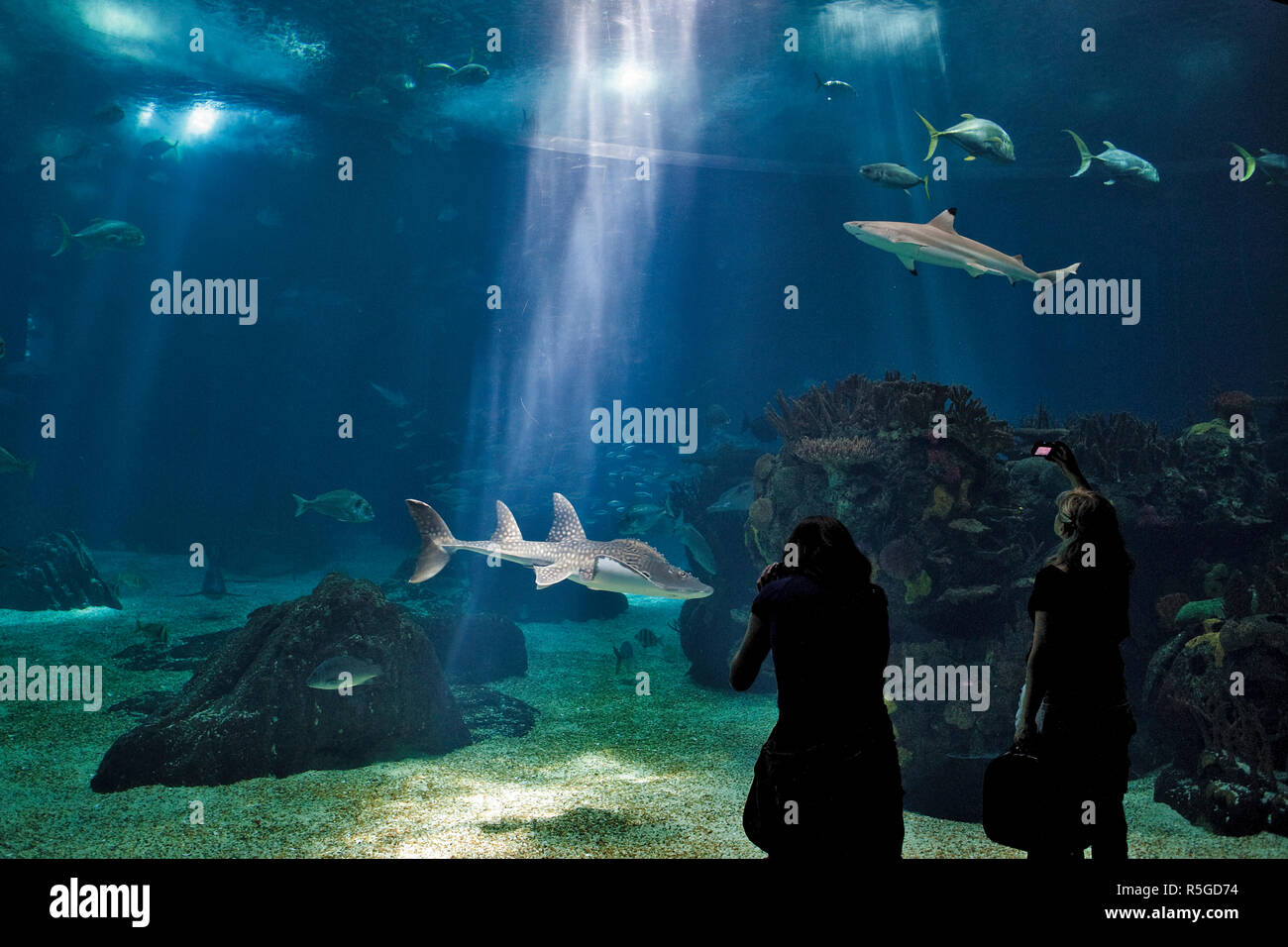 Build for Expo 1998, the Lisbon Oceanarium, have a main exhibit tank ...