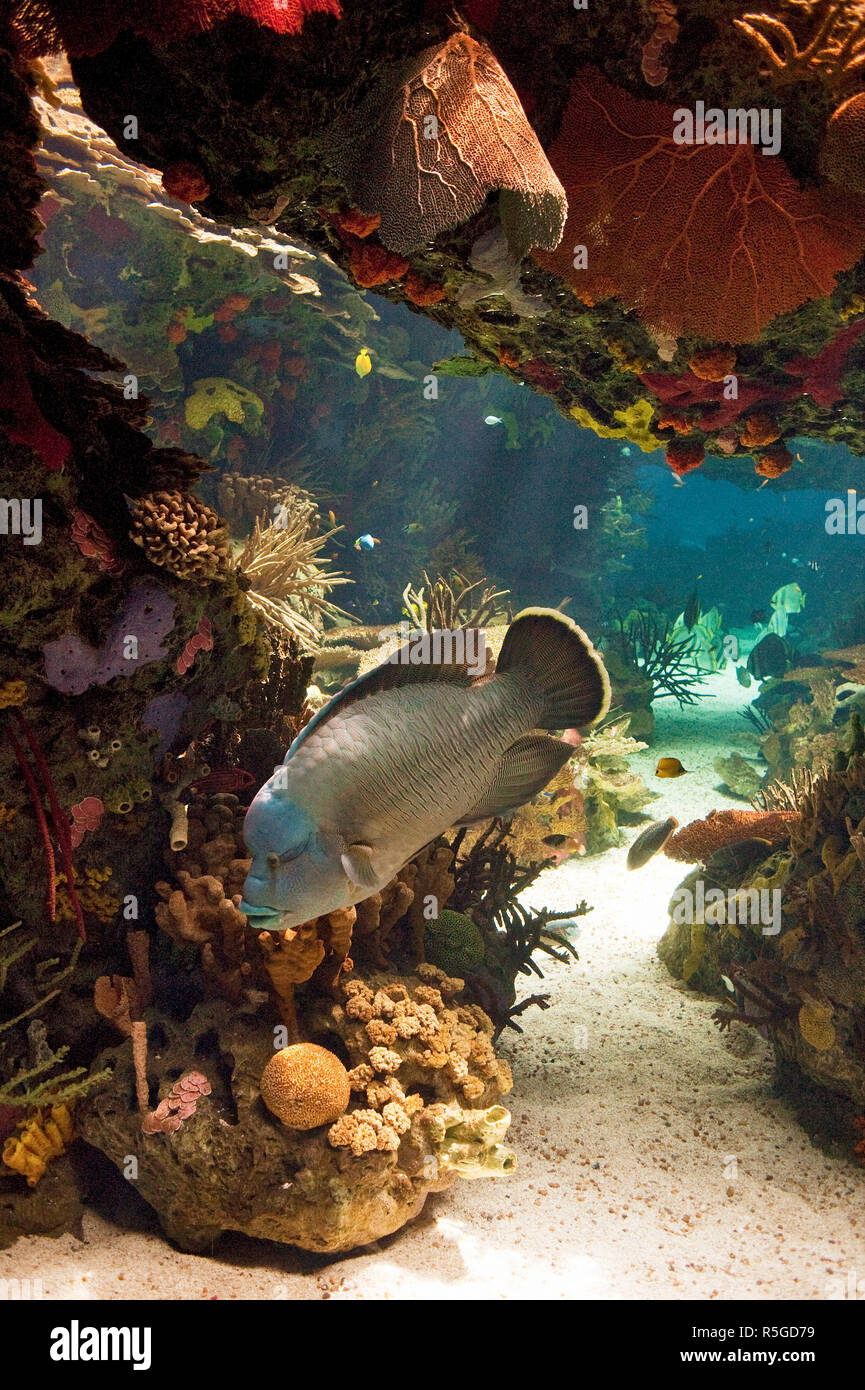 Build for Expo 1998, the Lisbon Oceanarium, have a main exhibit tank ...