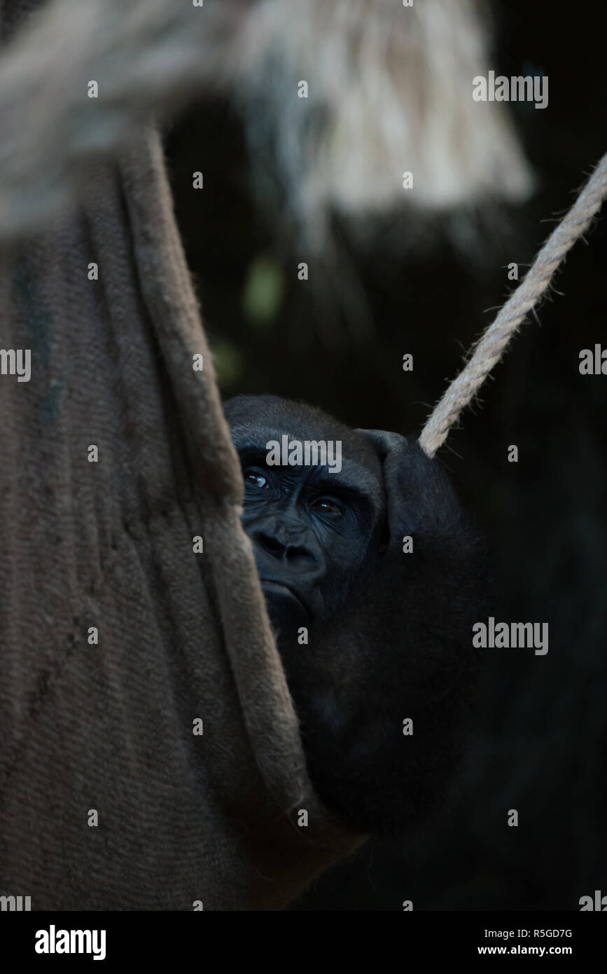 Gorilla in shady rope hammock scratches head Stock Photo - Alamy