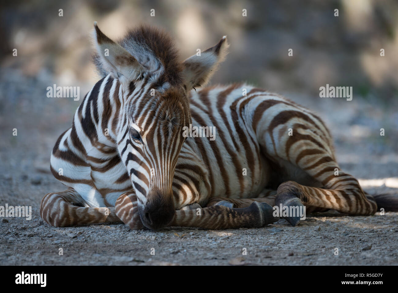 Imperial zebra foal wildlife nature hi-res stock photography and images ...