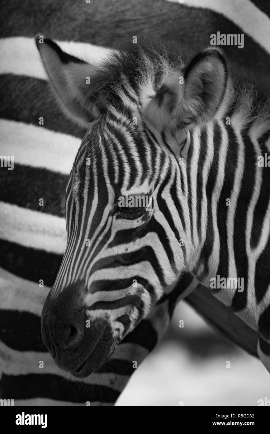 Baby grevy zebra hi-res stock photography and images - Alamy