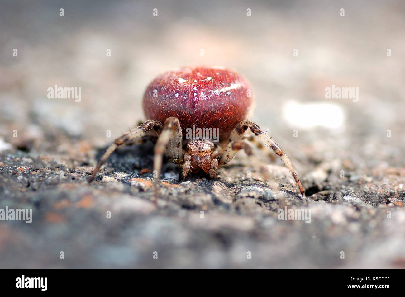 Red back spiders hi-res stock photography and images - Alamy
