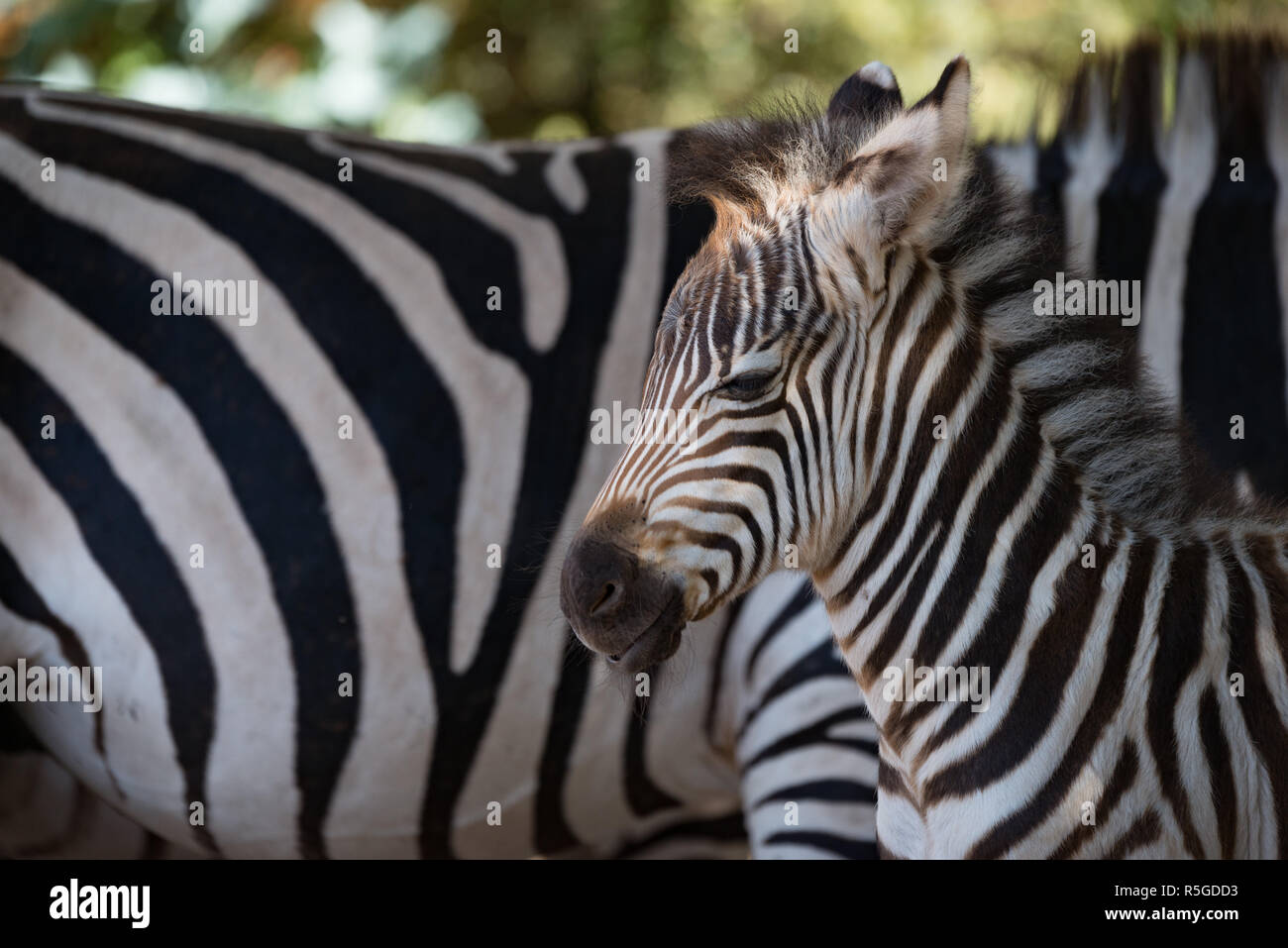 Baby grevy zebra hi-res stock photography and images - Alamy