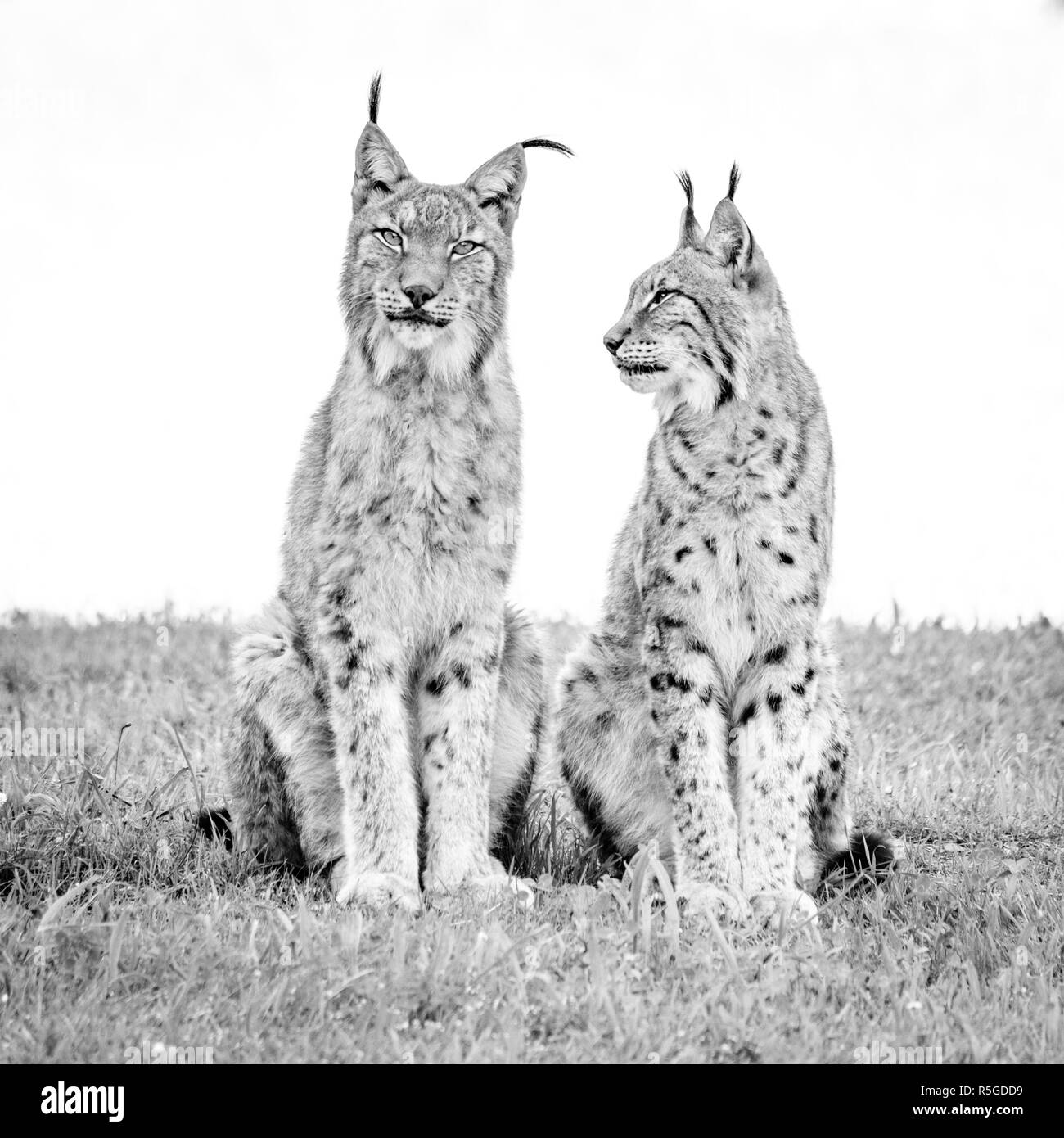 Canada lynx lynx canadensis pair hi-res stock photography and images ...