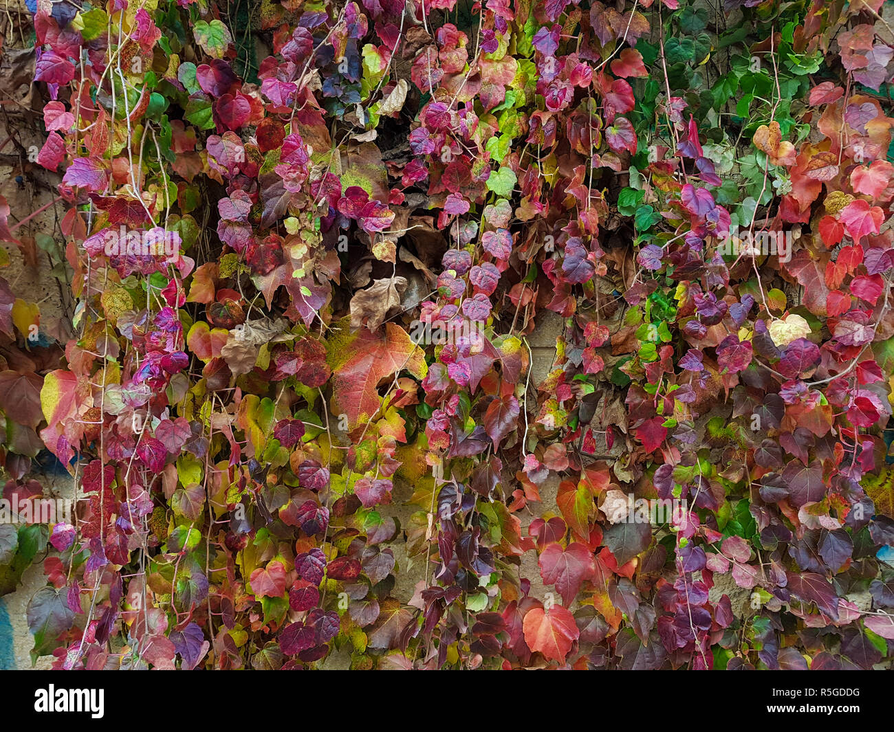 Red, green and purple leaves texture background. Autumn leaves ...