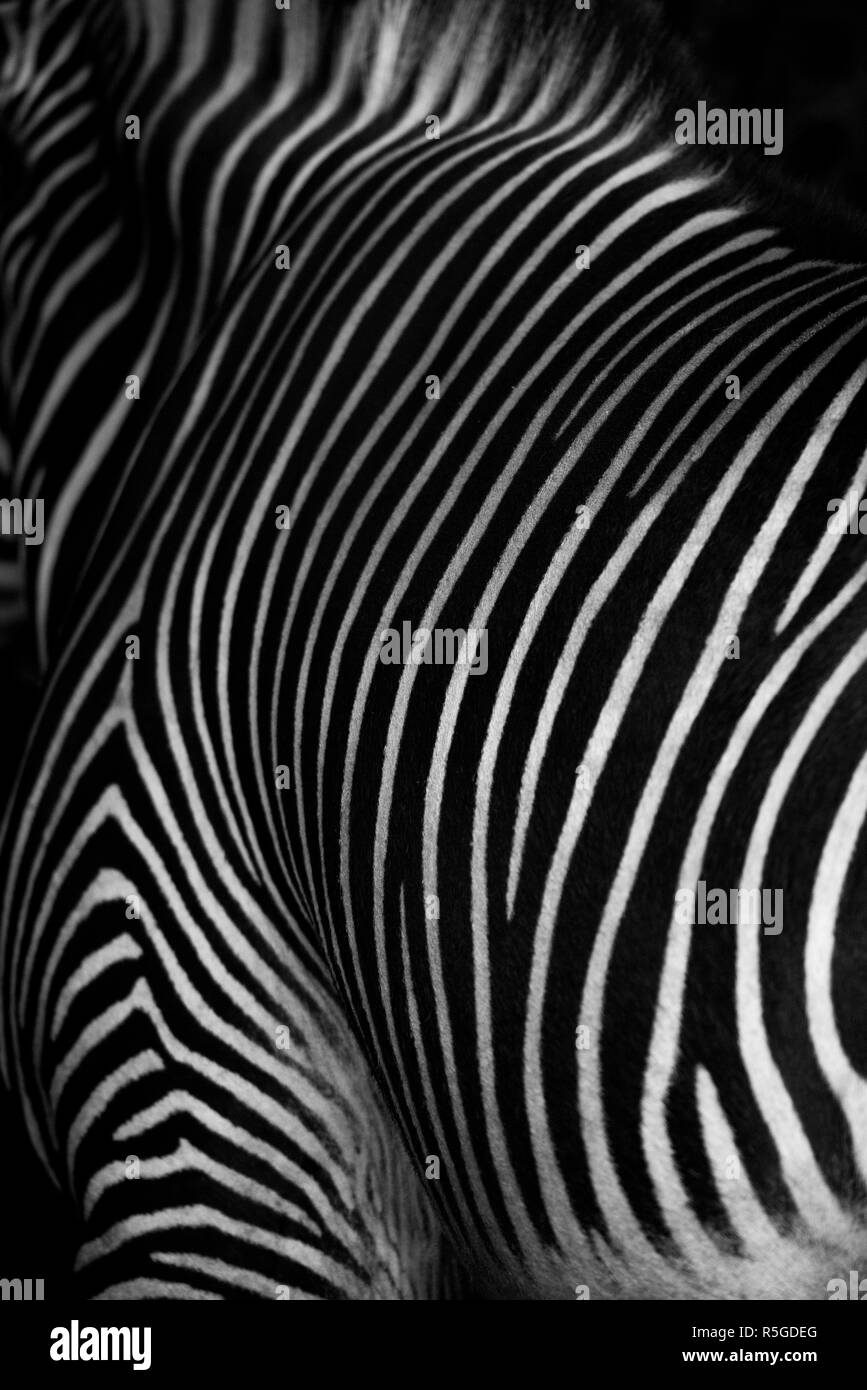 Back of zebra Black and White Stock Photos & Images - Alamy