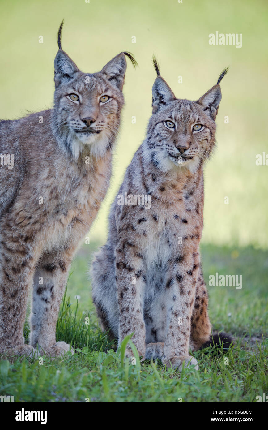 Two lynx sit leaning into the frame Stock Photo - Alamy