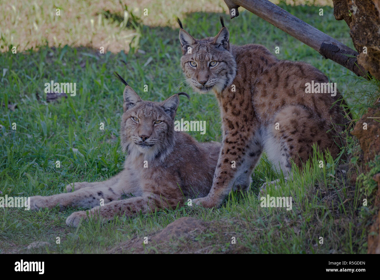 Two lynx under tree looking at camera Stock Photo - Alamy