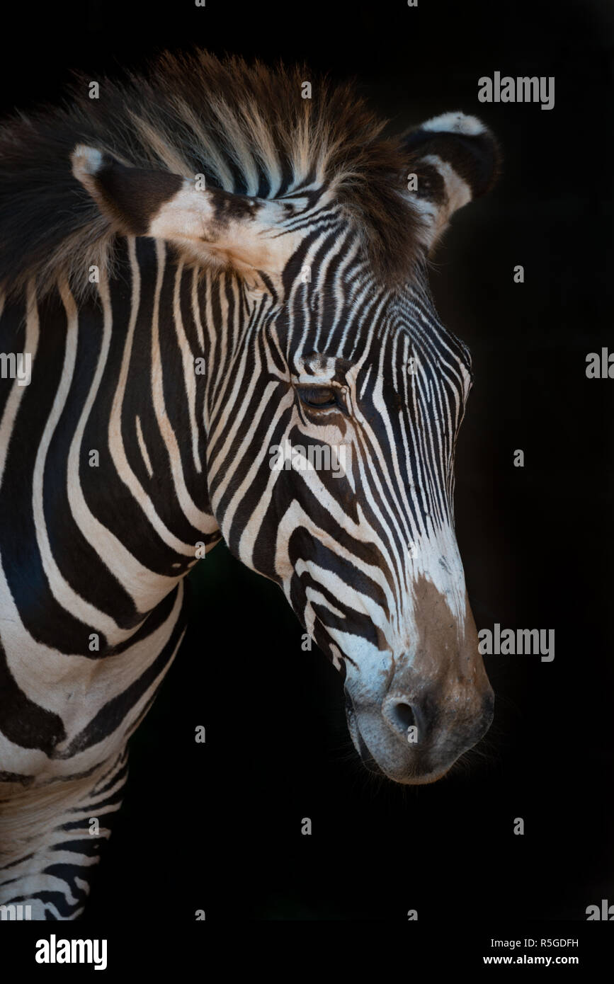 Drooping head hi-res stock photography and images - Alamy