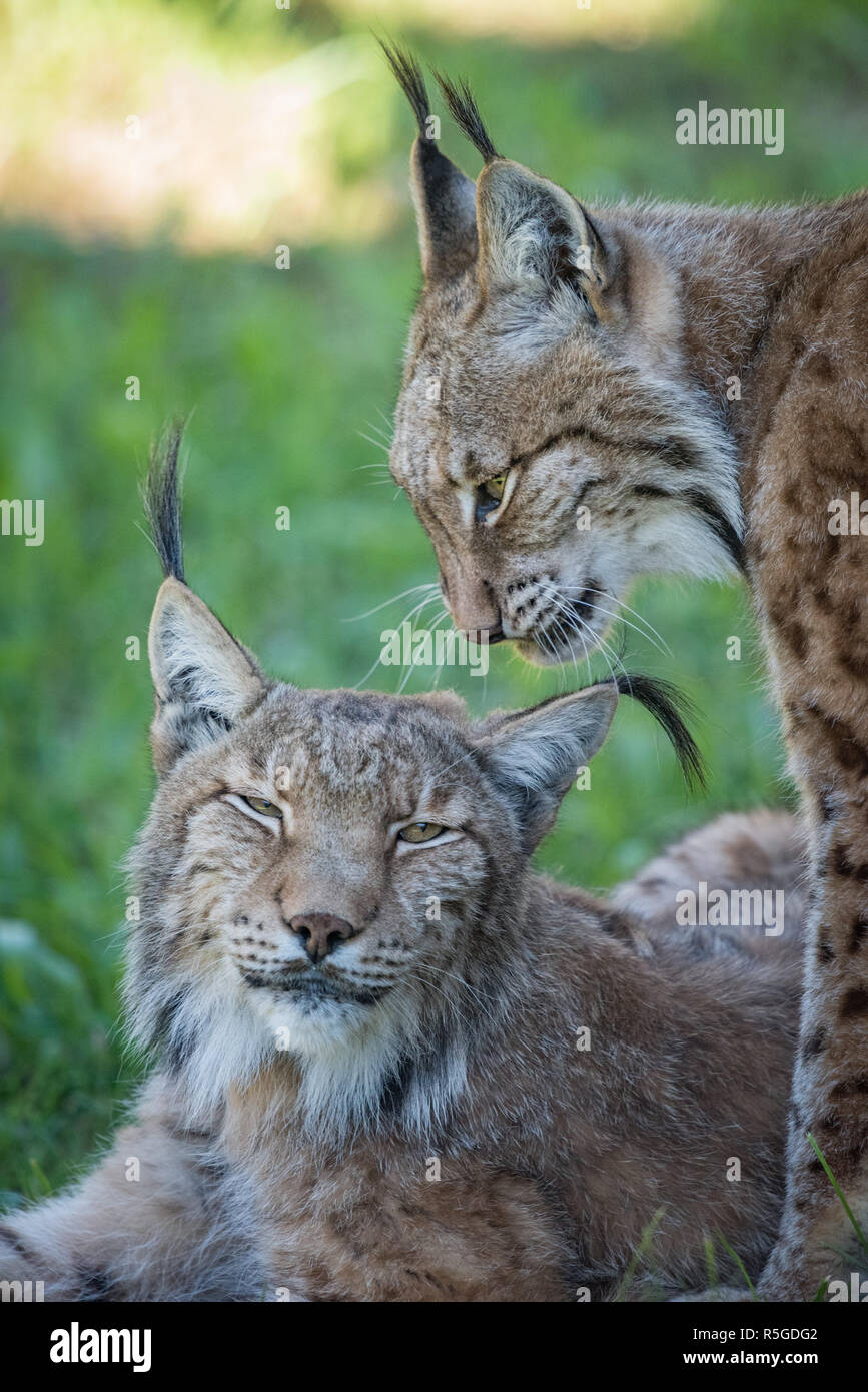 Canada lynx lynx canadensis pair hi-res stock photography and images ...
