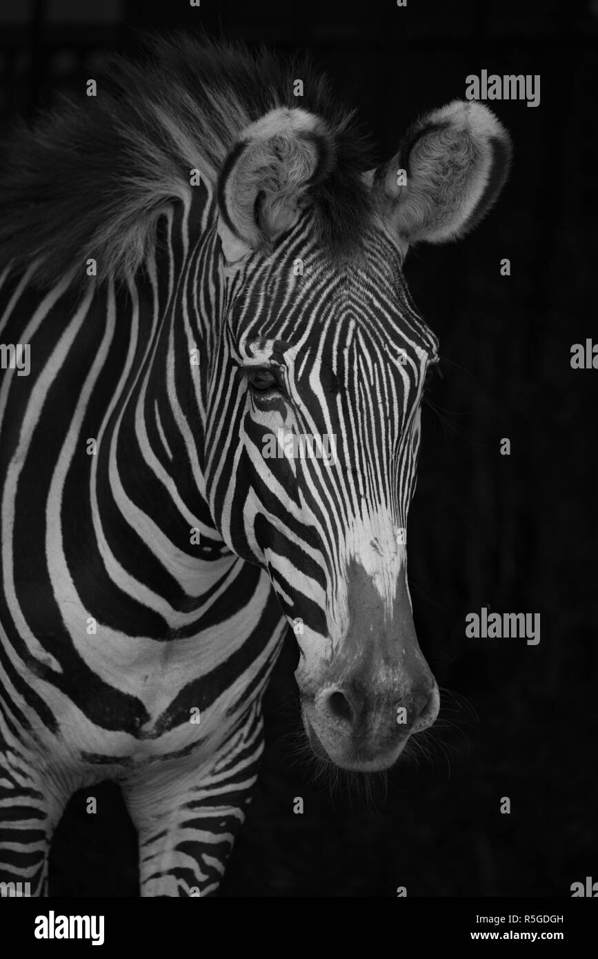 Zebra Head Facing High Resolution Stock Photography and Images - Alamy