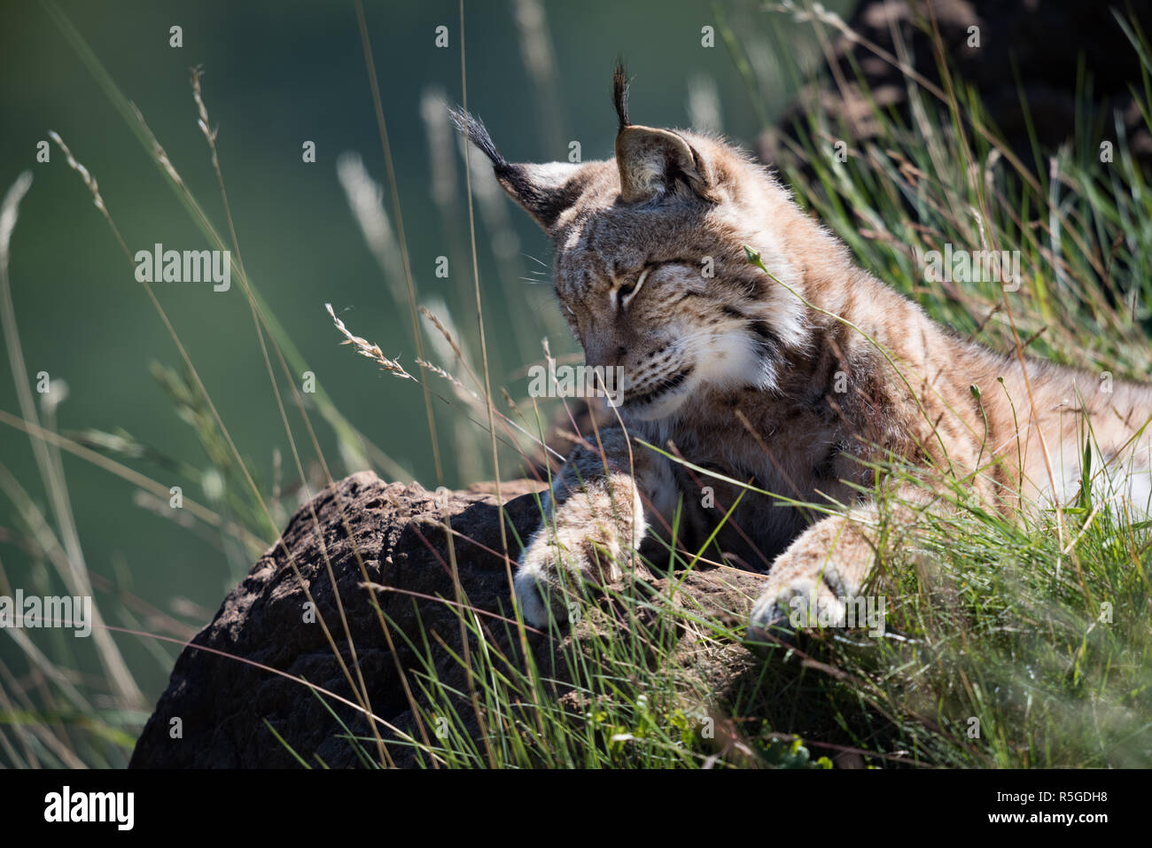 Lynx lying on grassy rock looking down Stock Photo - Alamy