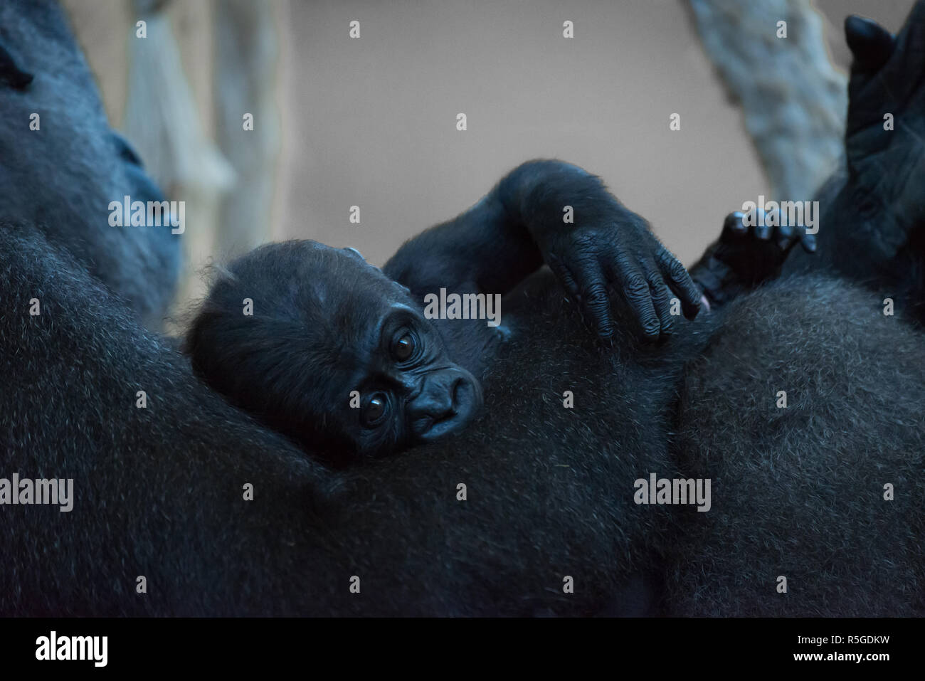 Gorilla mother and cub hi-res stock photography and images - Alamy