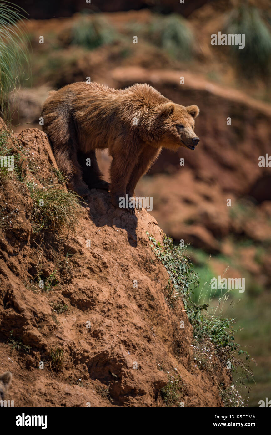 Brown bear leaning out over rocky cliff Stock Photo - Alamy