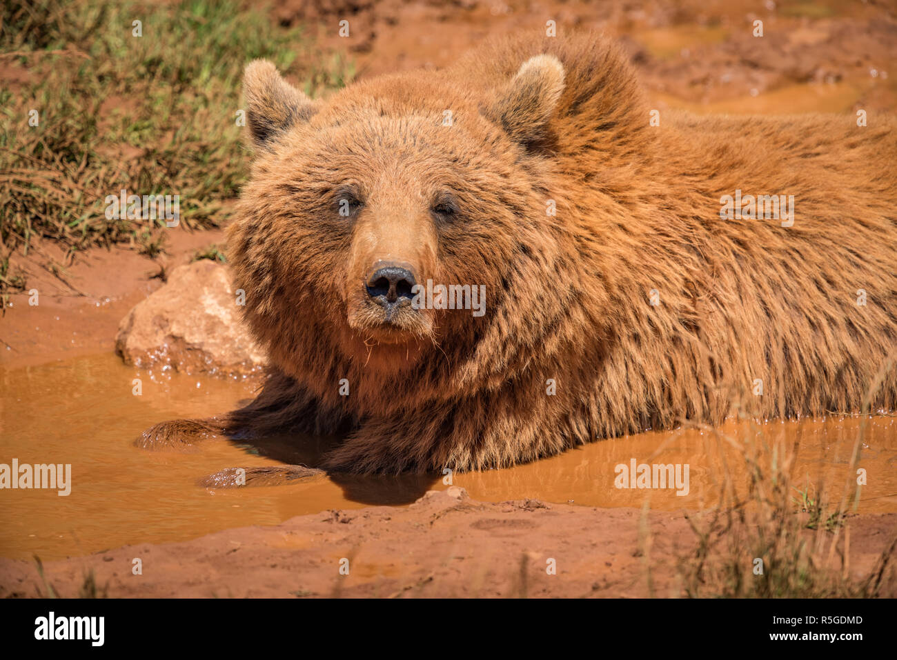 Lying in mud hi-res stock photography and images - Alamy