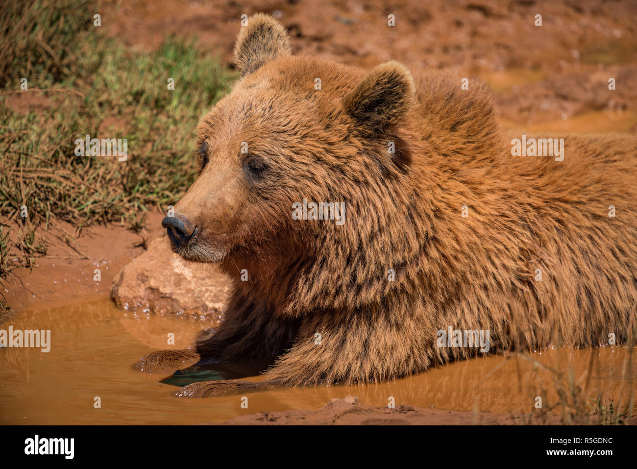 Brown bear lying in mud in sunshine Stock Photo - Alamy