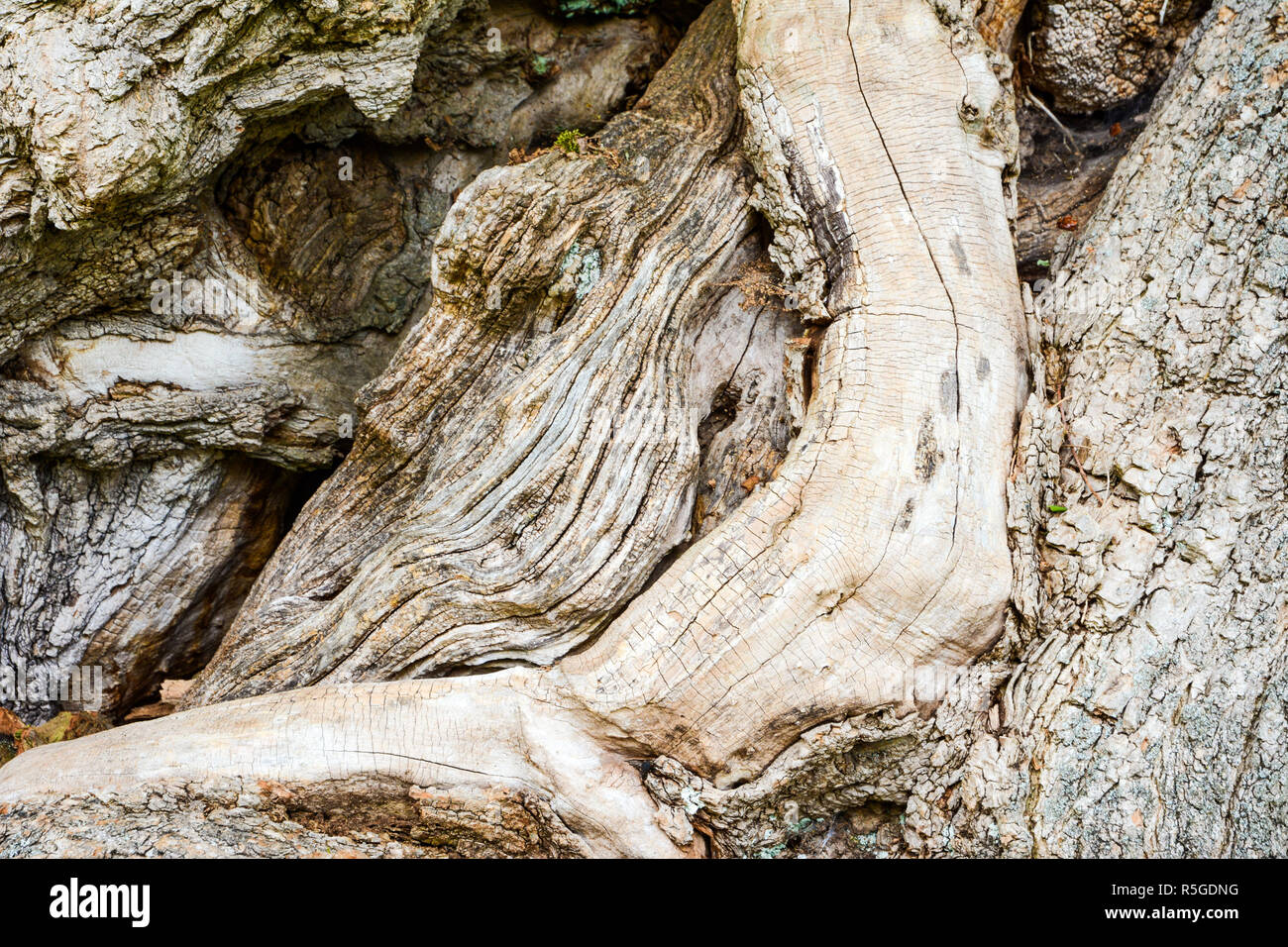 Knobby texture hi-res stock photography and images - Alamy