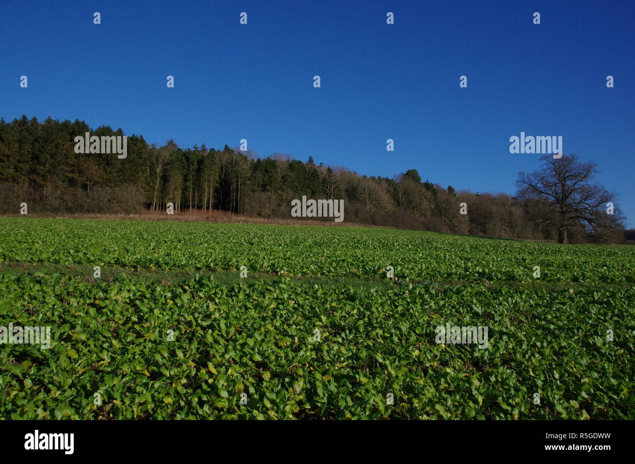 The Macmillan Way. Long-distance trail. Warwickshire. England. UK Stock ...