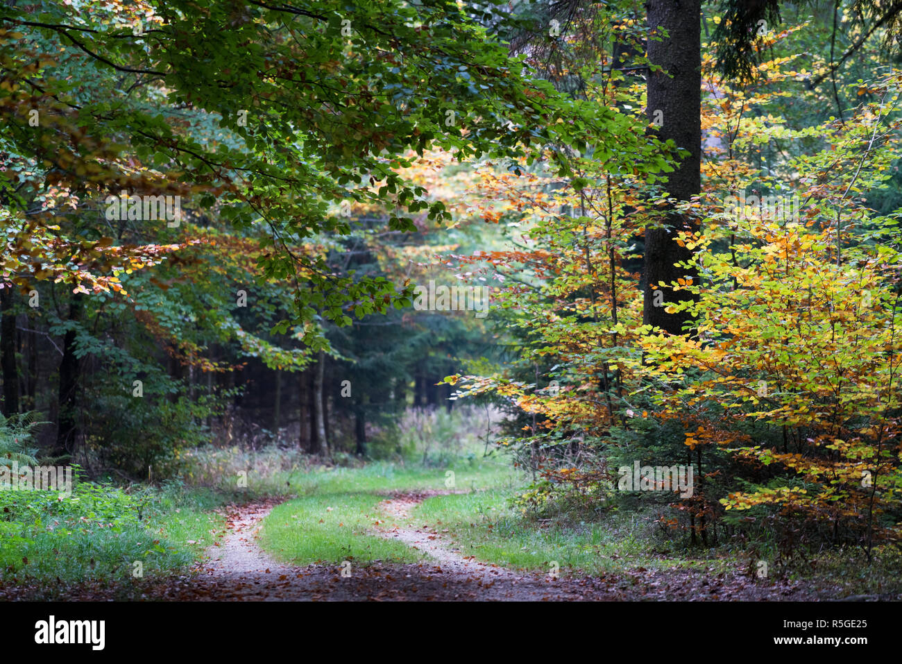 Forest seclusion hi-res stock photography and images - Alamy