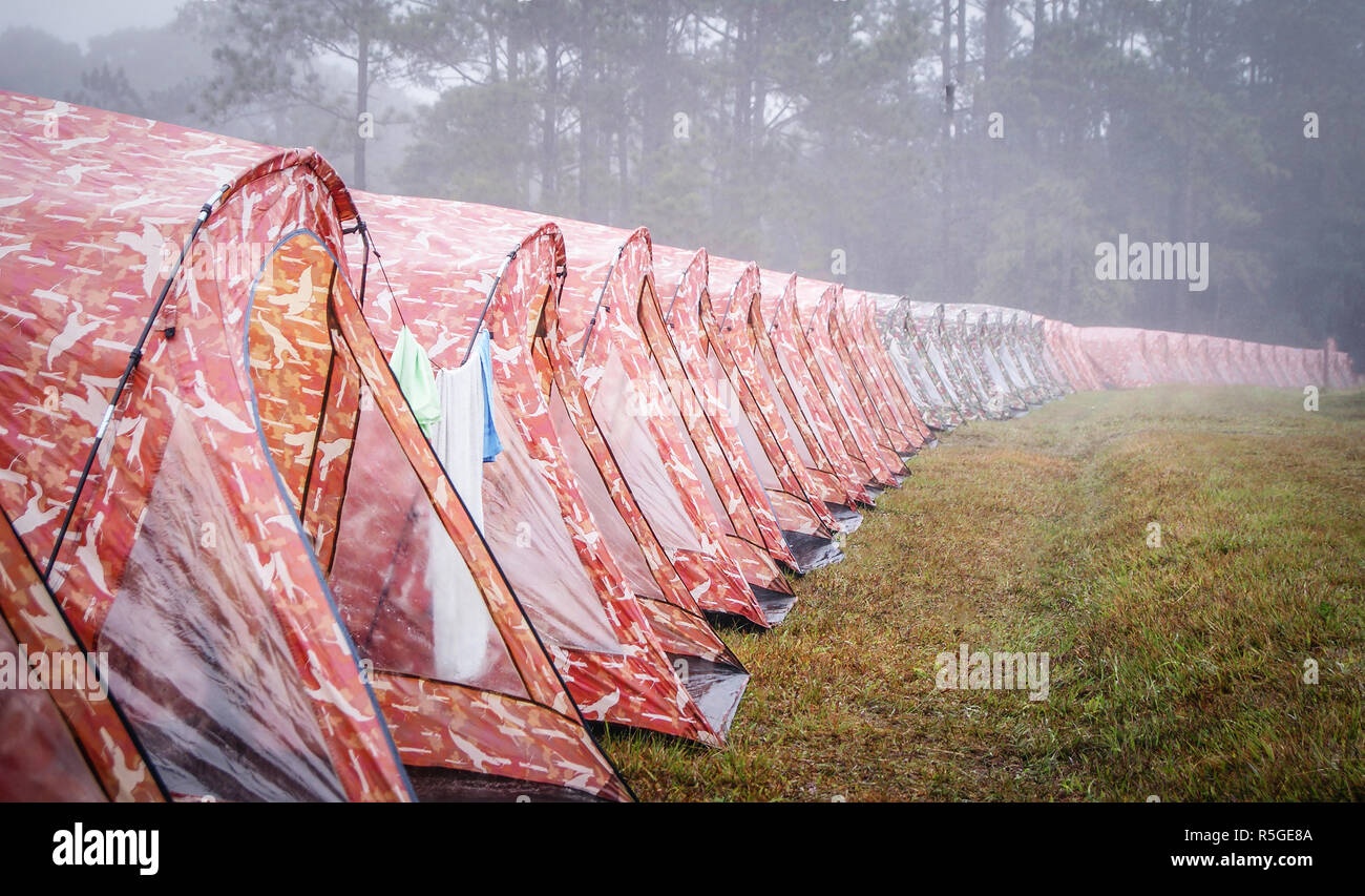 camping tent stand in a line with fog mist and pine tree background in ...