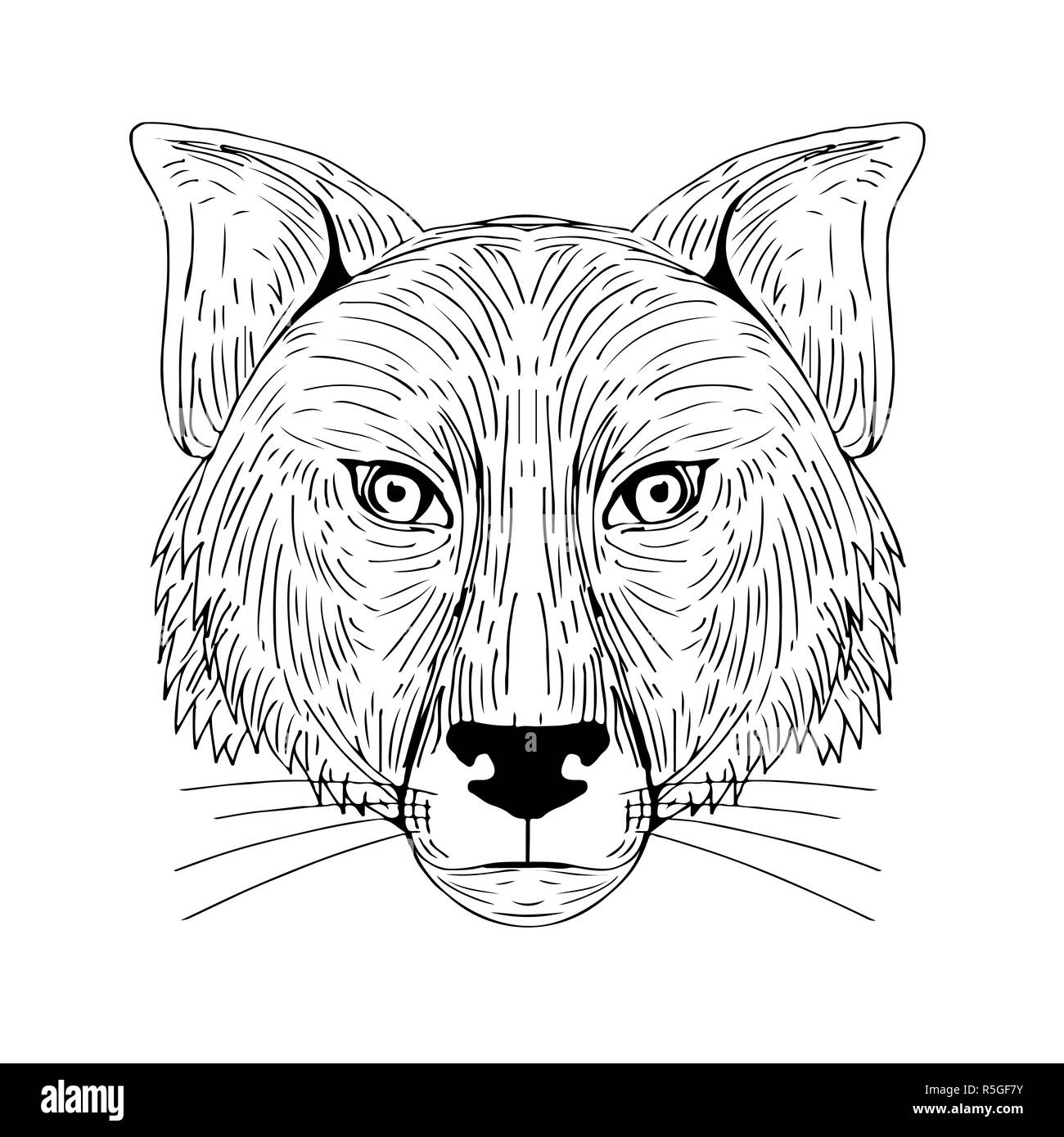 Head picture of fox Black and White Stock Photos & Images - Alamy