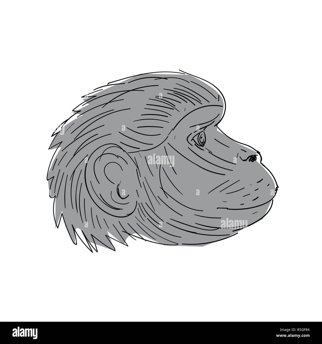 And ape side Cut Out Stock Images & Pictures - Alamy