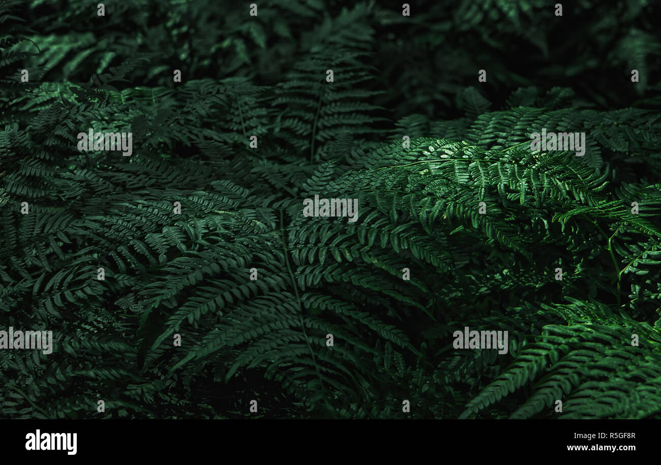 Dark Green Fern Leaves Stock Photo - Alamy