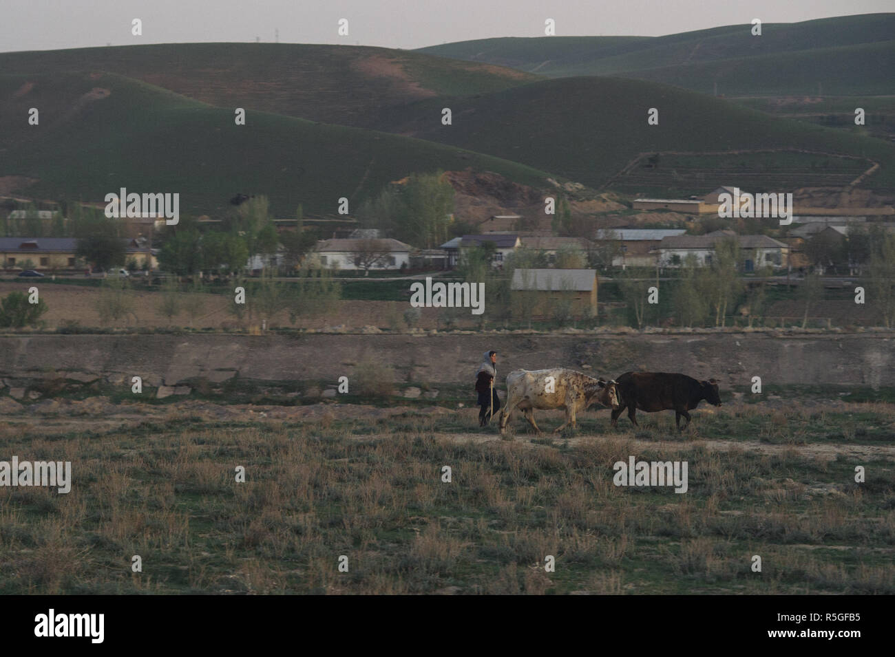 Maracanda hi-res stock photography and images - Alamy