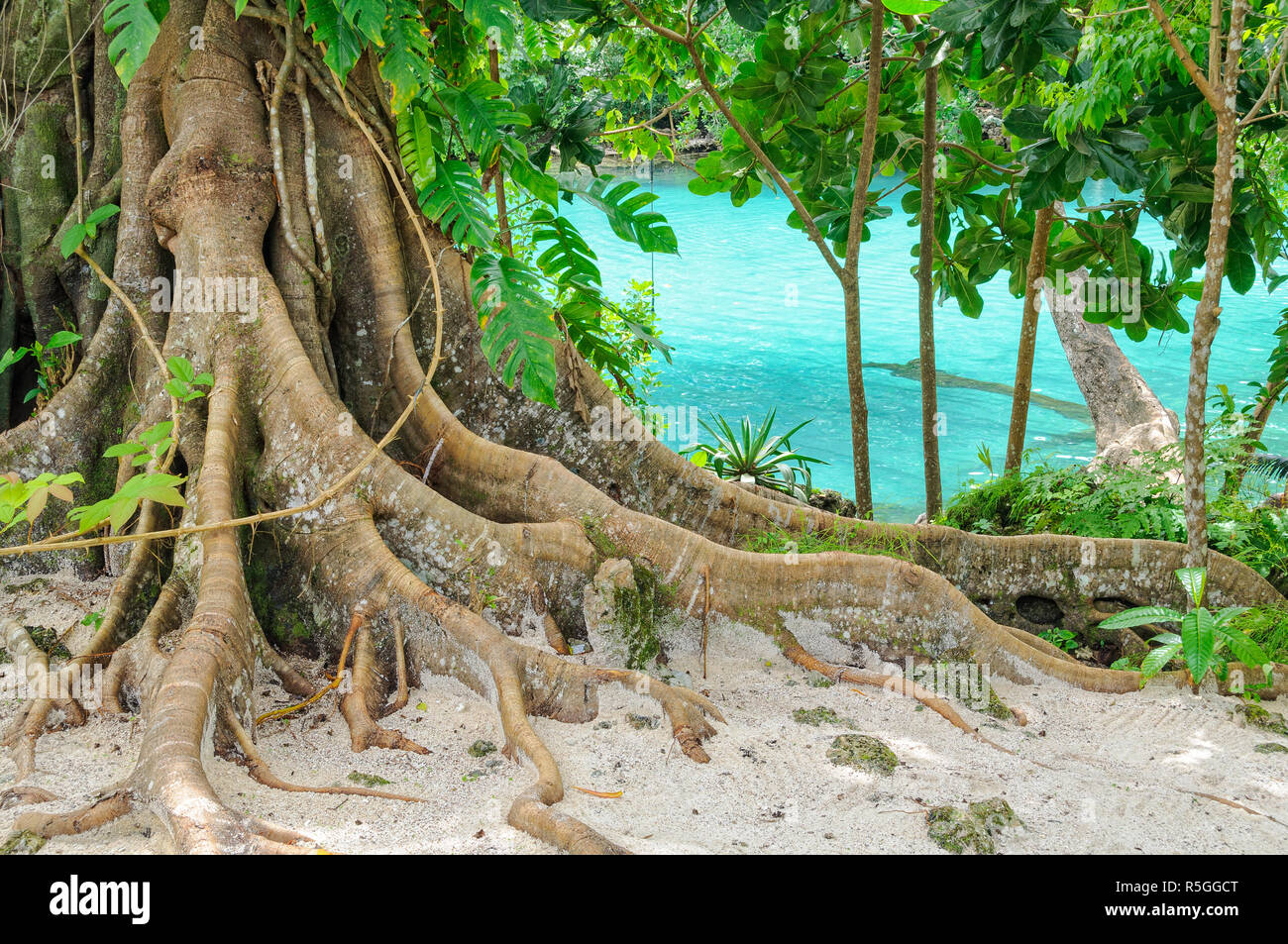 Giant Roots - Efate Island Stock Photo - Alamy